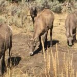Yellowstone For Kids All-inclusiveFamily Fun Tours PU Cody Wy - The Itinerary in Detail