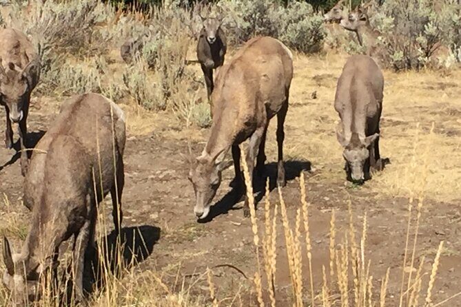 Yellowstone For Kids All-inclusiveFamily Fun Tours PU Cody Wy - The Itinerary in Detail