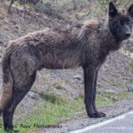 Yellowstone: Full-Day Private Guided Tour by Car with Lunch - The Sum Up