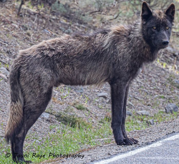 Yellowstone: Full-Day Private Guided Tour by Car with Lunch - The Sum Up