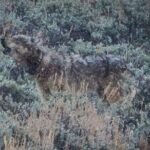 Yellowstone Full-Day Upper Loop Wildlife Adventure w/Lunch - Comfort and Convenience