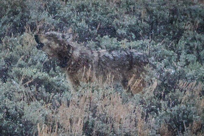 Yellowstone Full-Day Upper Loop Wildlife Adventure w/Lunch - Comfort and Convenience