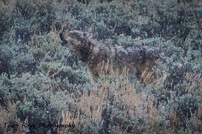 Yellowstone Full-Day Upper Loop with Wildlife Adventure w/Lunch - The Benefits of a Guided Wildlife Tour in Yellowstone