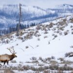 Yellowstone Full Day Winter Tour (With Optional Hike or Snowshoe) - The Gourmet Picnic & Included Gear