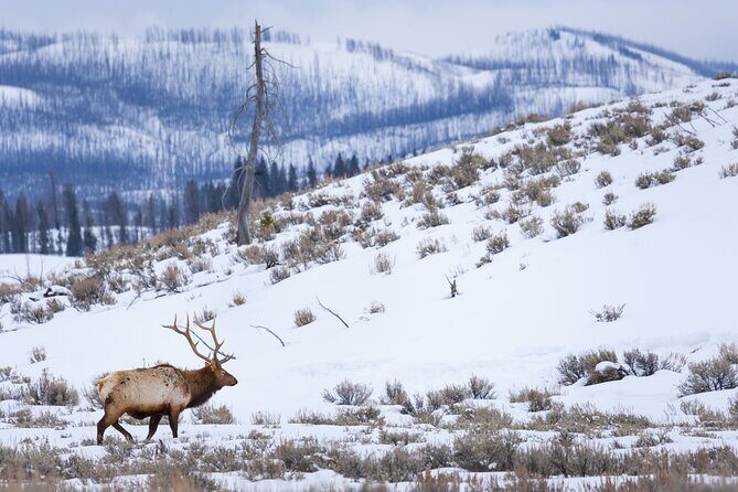 Yellowstone Full Day Winter Tour (With Optional Hike or Snowshoe) - The Gourmet Picnic & Included Gear