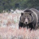 Yellowstone & Grand Teton National Parks - Ultimate Wildlife Safari - Authentic Encounters & Guide Expertise