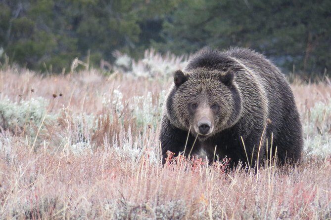 Yellowstone & Grand Teton National Parks - Ultimate Wildlife Safari - Authentic Encounters & Guide Expertise
