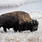 Yellowstone, Grand Teton & Utah Mighty 5 Winter Tour: Small Group 9-Day Tour - Who Is This Tour Best For?