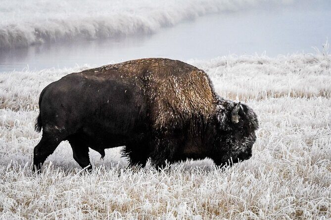 Yellowstone, Grand Teton & Utah Mighty 5 Winter Tour: Small Group 9-Day Tour - Who Is This Tour Best For?