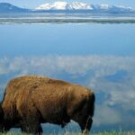Yellowstone Lower Loop VIP Full-Day Private Tour with Lunch - Why Our Travelers Rated It So Highly