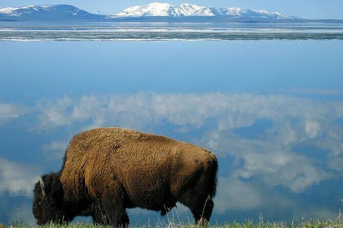 Yellowstone Lower Loop VIP Full-Day Private Tour with Lunch - Why Our Travelers Rated It So Highly