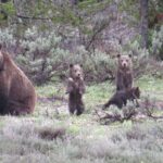 Yellowstone National Park - Full-Day Lower Loop Tour from Jackson - Key Points