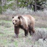 Yellowstone National Park - PRIVATE Full-Day Lower Loop Tour from Jackson Hole - An In-Depth Look at the Experience