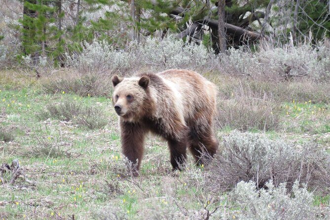 Yellowstone National Park - PRIVATE Full-Day Lower Loop Tour from Jackson Hole - An In-Depth Look at the Experience