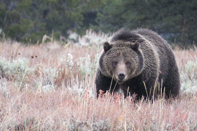 Yellowstone National Park - PRIVATE Full-Day Lower Loop Tour from W. Yellowstone - The Sum Up