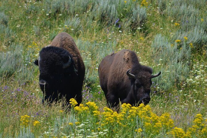 Yellowstone National Park - Private Lower Loop Adventure - Who’s This Tour Best For?