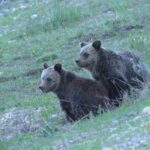 Yellowstone National Park - PRIVATE Upper Loop Tour from West Yellowstone - Who Is This Tour Best For?