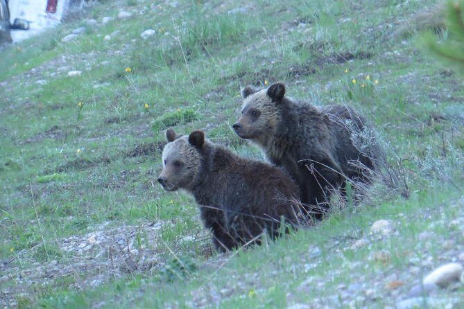 Yellowstone National Park - PRIVATE Upper Loop Tour from West Yellowstone - Who Is This Tour Best For?