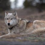 Yellowstone National Park Private Wildlife Tour - The Authentic Yellowstone Experience