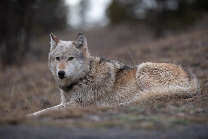 Yellowstone National Park Private Wildlife Tour - The Authentic Yellowstone Experience