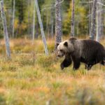 Yellowstone Private Full Day Tour - Authentic Experiences and Authentic Guides