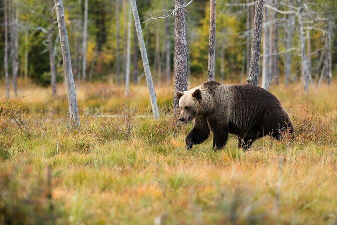 Yellowstone Private Full Day Tour - Authentic Experiences and Authentic Guides