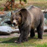 Yellowstone Private Lower Loop Adventure with Lunch - Final Thoughts