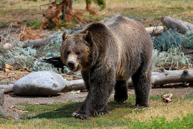 Yellowstone Private Lower Loop Adventure with Lunch - Final Thoughts