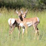 Yellowstone Private Upper Loop Tour with Lunch - Who Will Love This Tour?