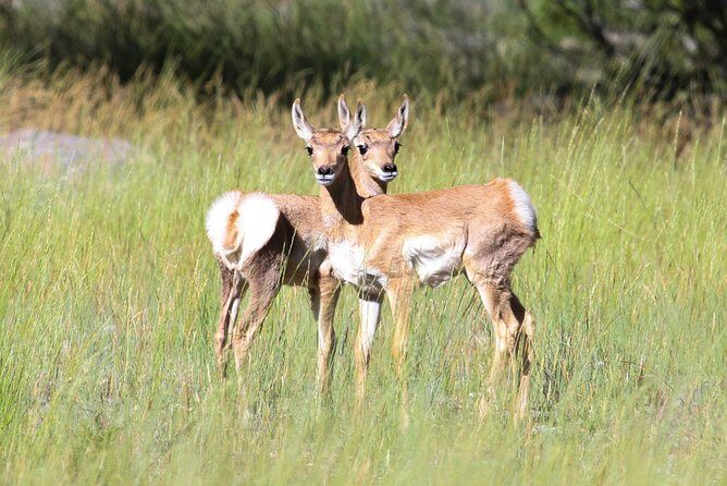 Yellowstone Private Upper Loop Tour with Lunch - Who Will Love This Tour?