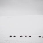Yellowstone Snowshoe Safari from Bozeman - Private Tour - The Itinerary in Detail