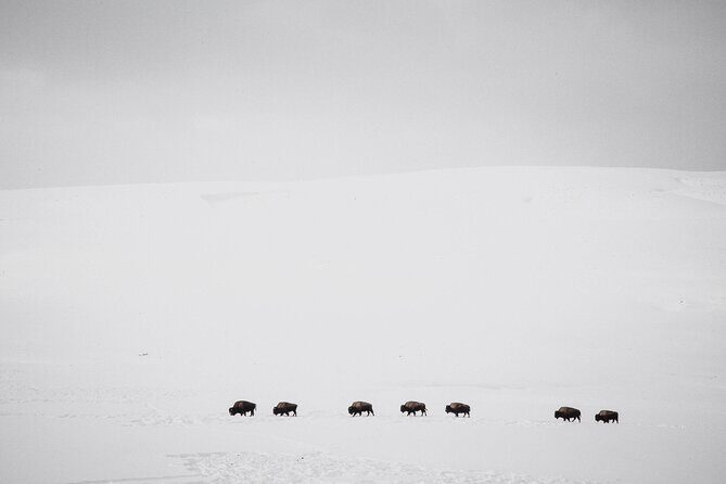 Yellowstone Snowshoe Safari from Bozeman - Private Tour - The Itinerary in Detail