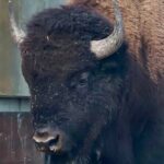 Yellowstone Wildlife and Photo Tours Upper Loop Tour From Cody - What’s Included & What’s Not