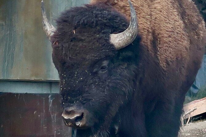 Yellowstone Wildlife and Photo Tours Upper Loop Tour From Cody - What’s Included & What’s Not