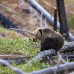 Yellowstone Wildlife and Photo Upper Loop Tour West Yellowstone - Practical Details & Considerations
