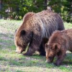 Yellowstone Wildlife Safari in Lamar Valley from Bozeman - The Sum Up