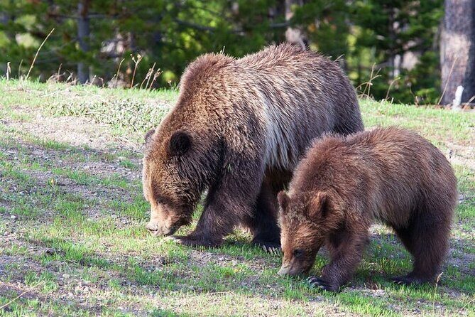 Yellowstone Wildlife Safari in Lamar Valley from Bozeman - The Sum Up