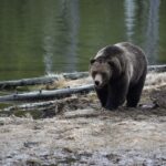 Yellowstone Wildlife Tours: From West Yellowstone Montana - Transportation and Comfort