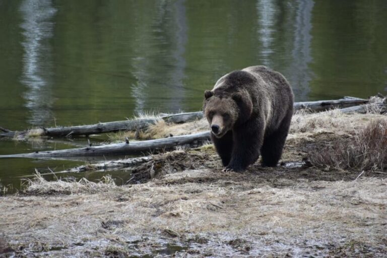 Yellowstone Wildlife Tours: From West Yellowstone Montana - Transportation and Comfort