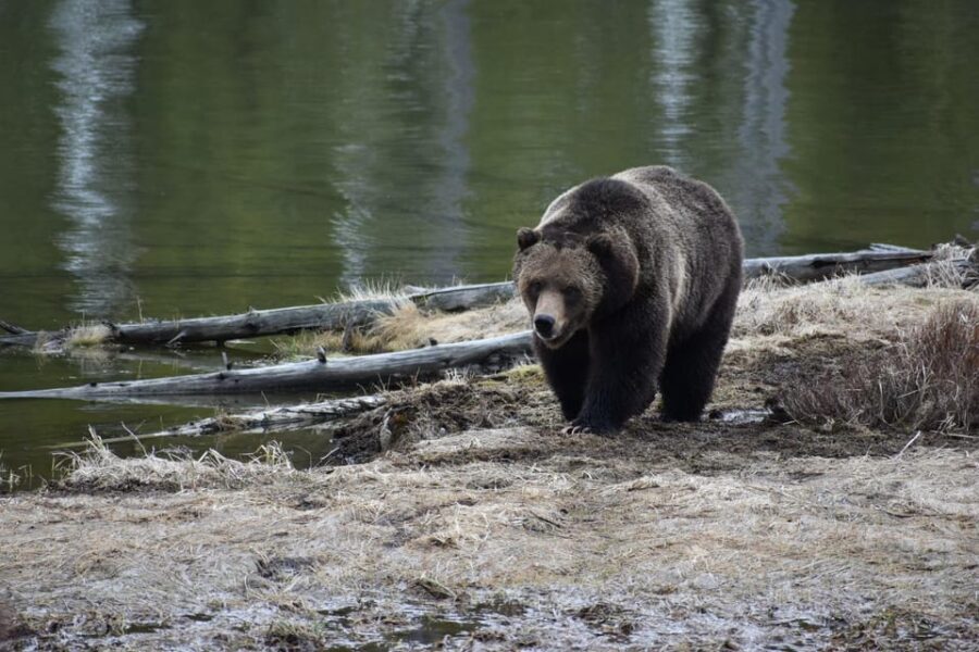 Yellowstone Wildlife Tours: From West Yellowstone Montana - Transportation and Comfort