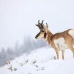 Yellowstone Winter Wildlife Safari from Bozeman - What Makes This Tour Stand Out