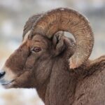 Yellowstone Winter Wildlife Safari from Bozeman - Private Tour - Is It Worth the Cost?