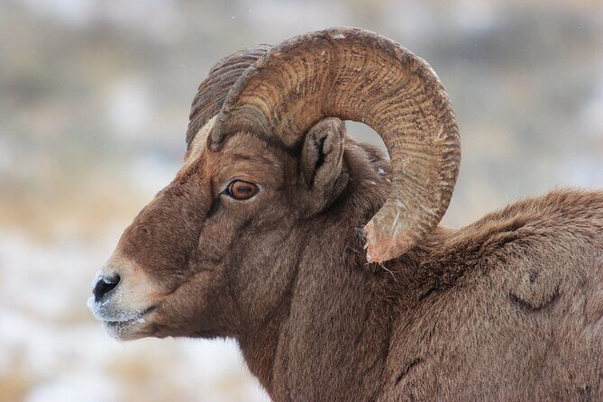 Yellowstone Winter Wildlife Safari from Bozeman - Private Tour - Is It Worth the Cost?