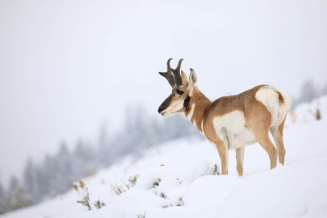 Yellowstone Winter Wildlife Safari from Bozeman - What Makes This Tour Stand Out
