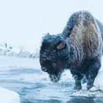 Yellowstone Winter Wildlife Safari From Gardiner - Summary
