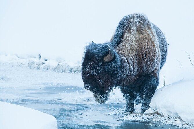 Yellowstone Winter Wildlife Safari From Gardiner - Summary