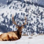 Yellowstone Winter Wildlife Safari From Paradise Valley - FAQs