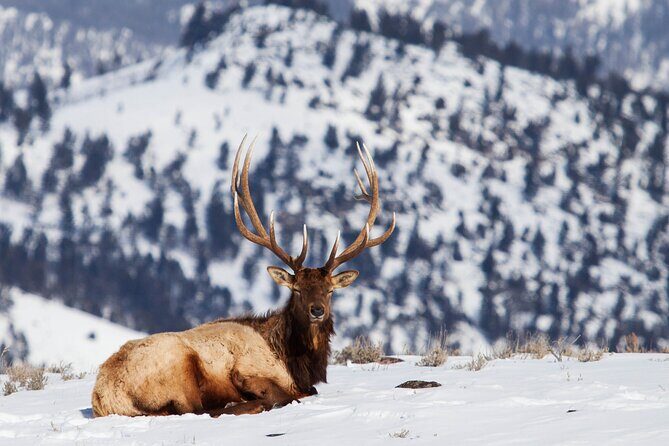 Yellowstone Winter Wildlife Safari From Paradise Valley - FAQs