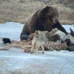 Yellowstone Winter Wildlife with Snowshoeing VIP Experience - Who Is This Tour Best For?