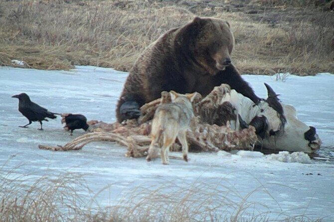Yellowstone Winter Wildlife with Snowshoeing VIP Experience - Who Is This Tour Best For?